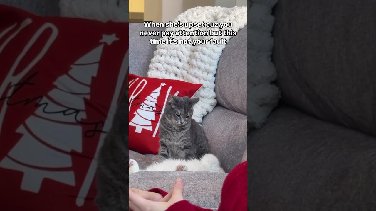 Our cat causes chaos