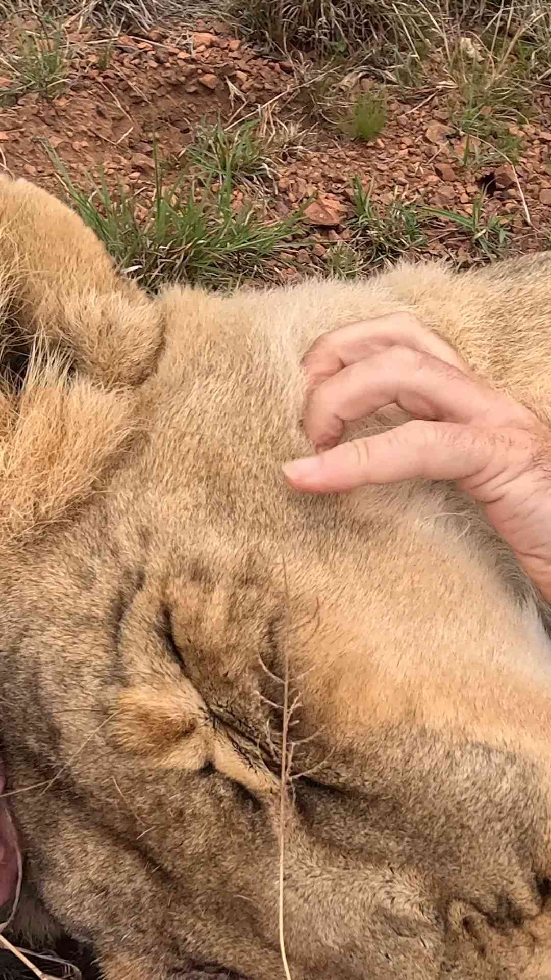 22-year-old lion Meg still loves to jump on Kevin Richardson