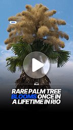 Rare palm trees bloom once in a lifetime