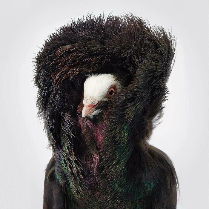 25 portraits of rare and endangered birds that look simply stunning