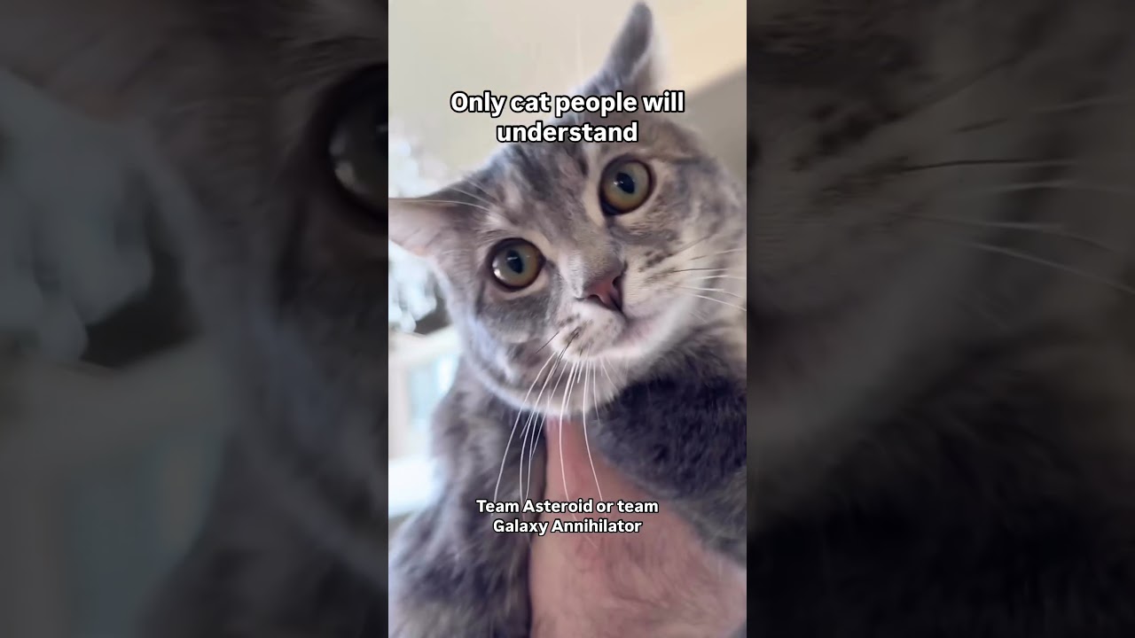 Furry feline reigns supreme over humans and other pets