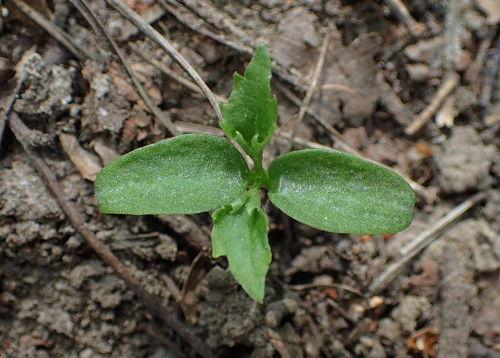 10 plants bushcrafters should never burn because of toxic smoke