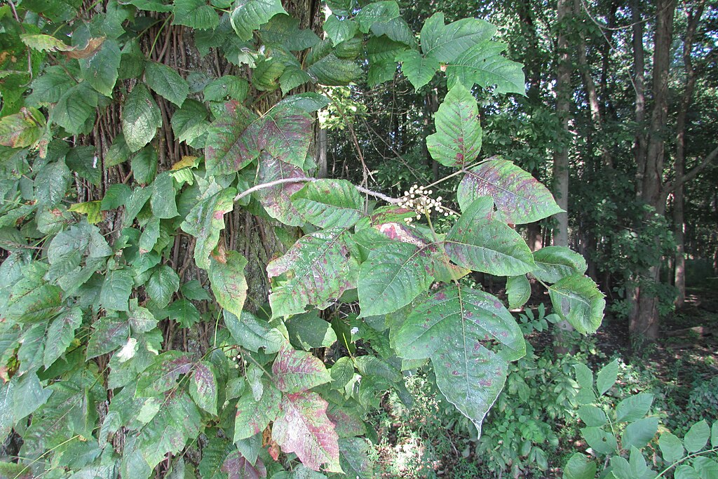10 plants bushcrafters should never burn because of toxic smoke