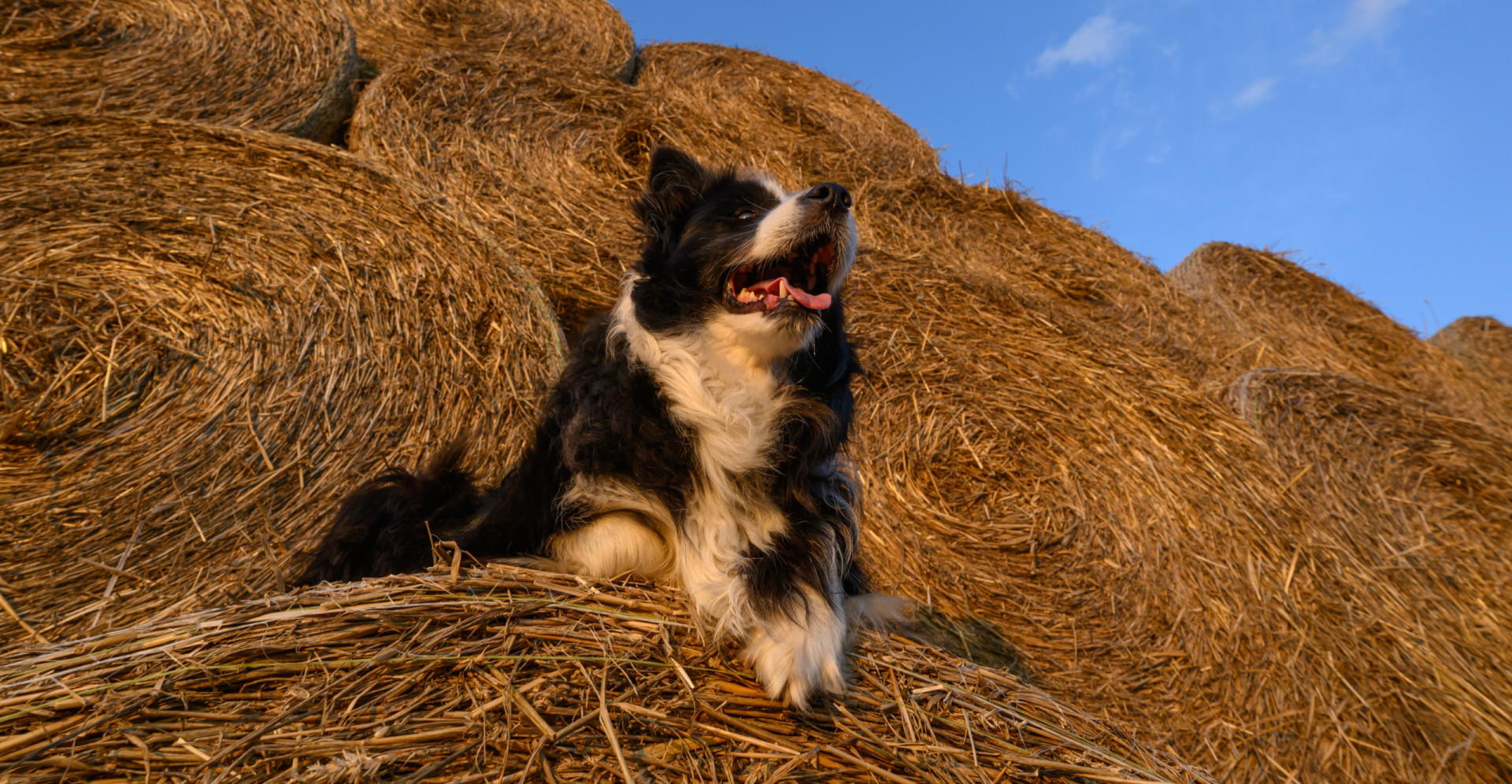 These are the longest-living dog breeds