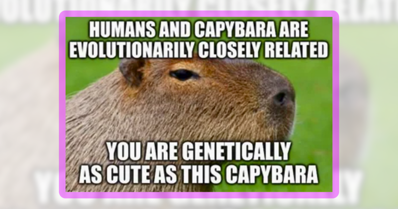 25 wholesome wild animal memes to cute-up the concrete jungle