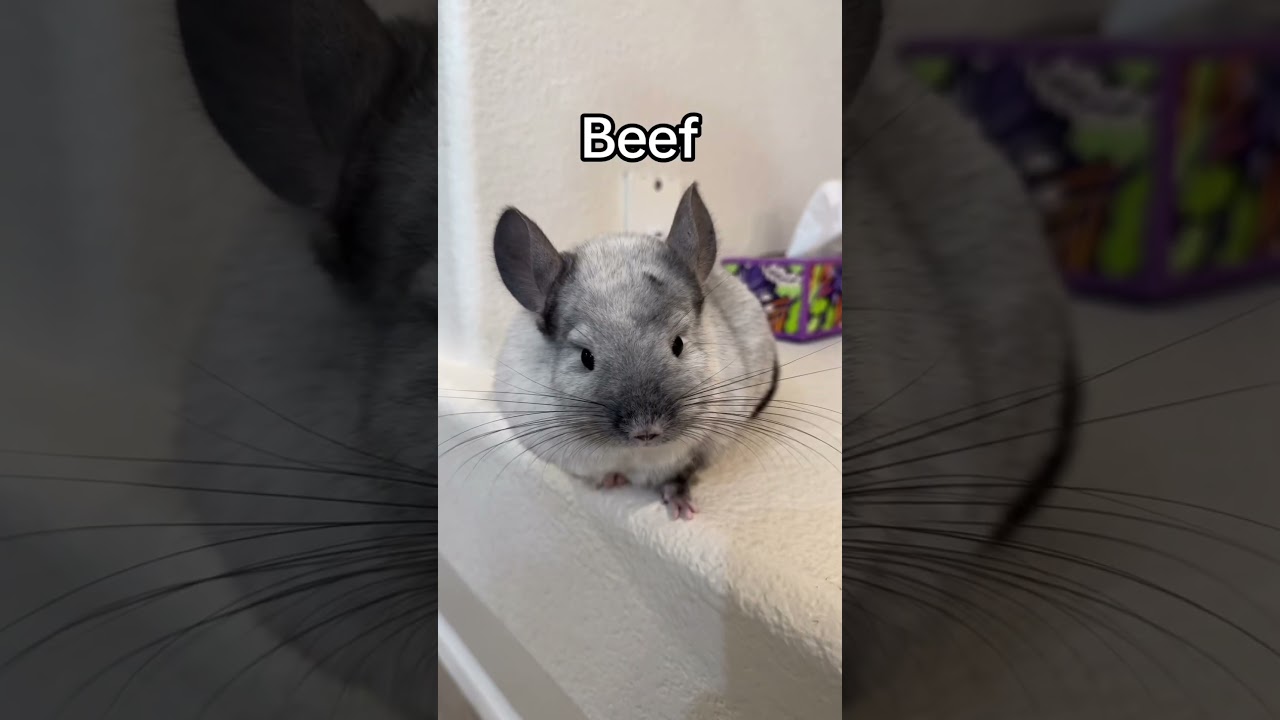 Discover the strange names of my beloved animal family