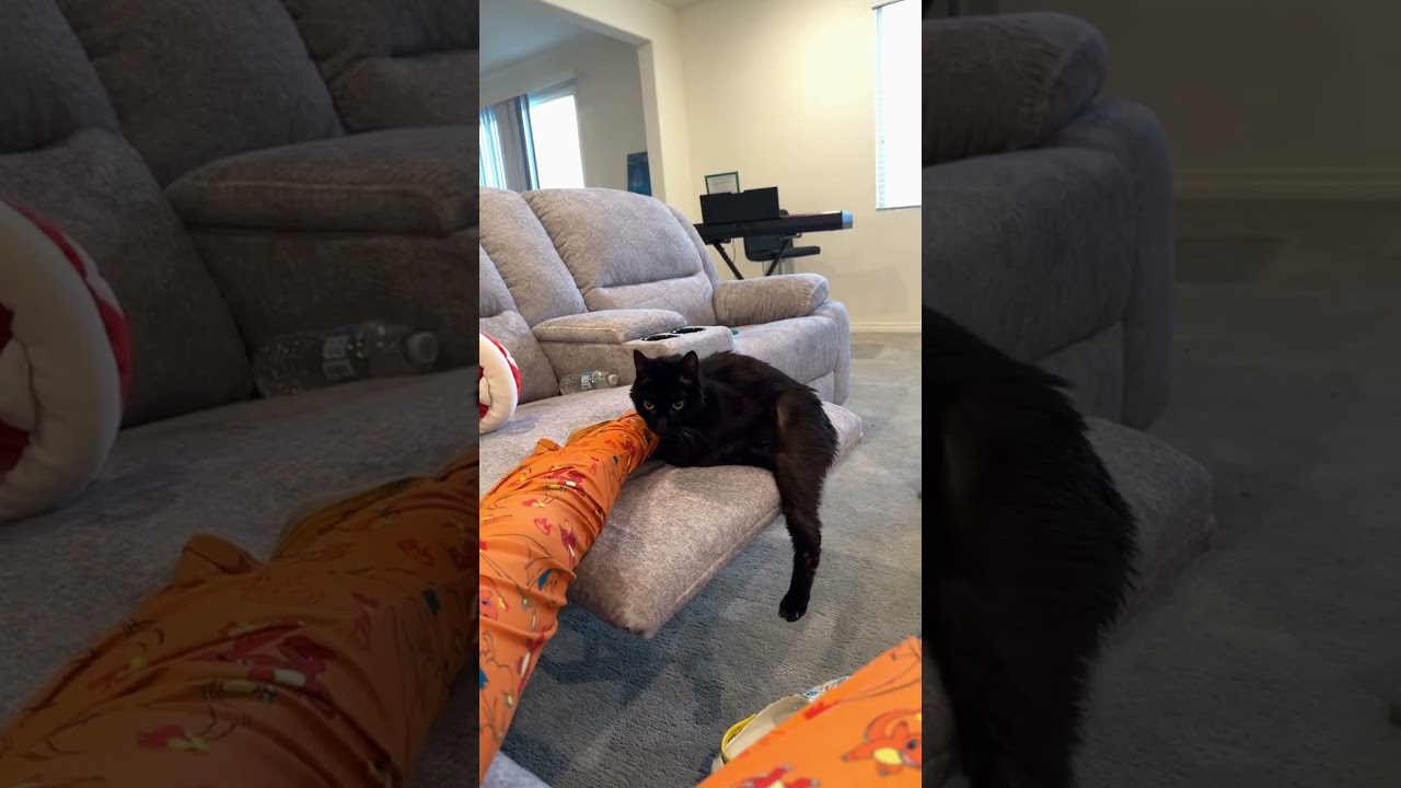 Watch an adorable black cat take a tumble off the couch