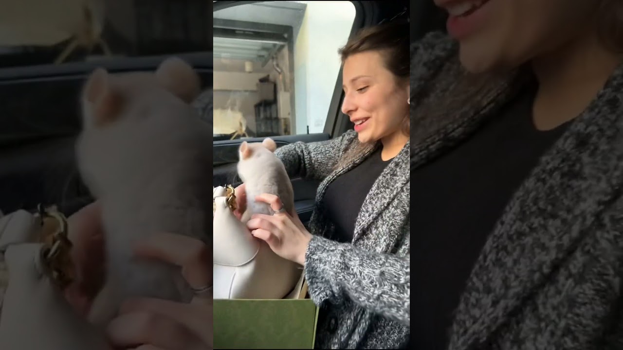 Enjoy a delightful collection of clips featuring sweet chinchillas