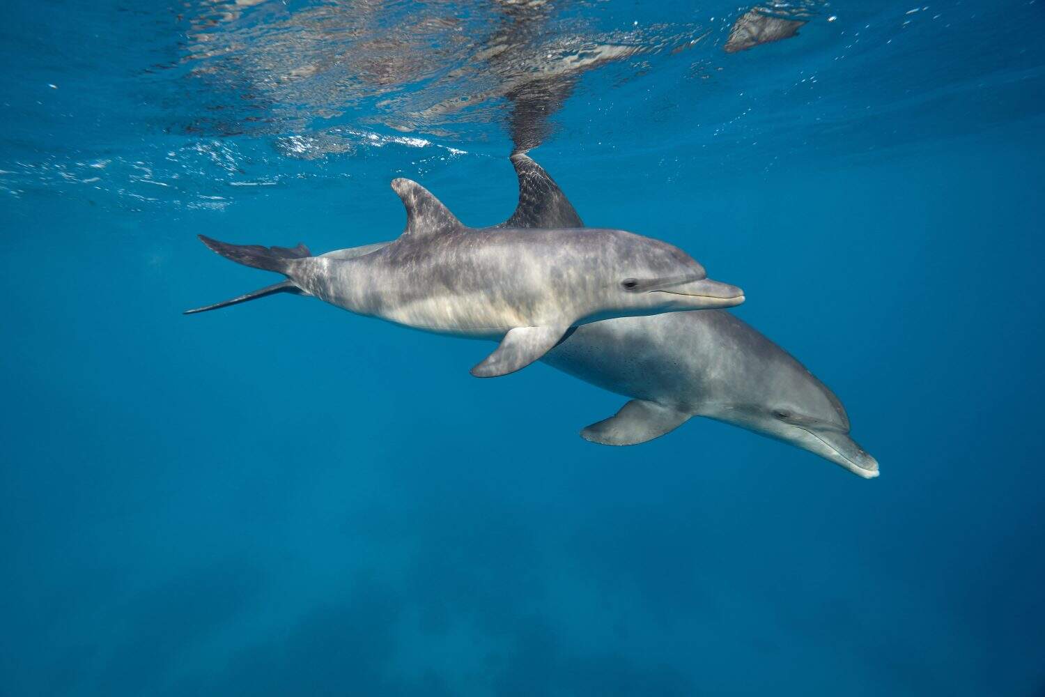 20 of the fastest births in the animal world