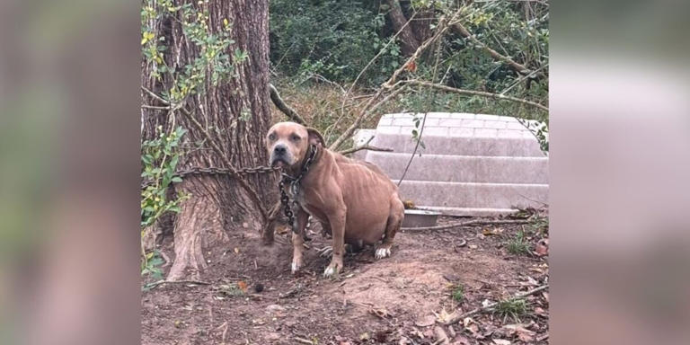 Pup chained to tree was days from giving birth — then a hero arrived