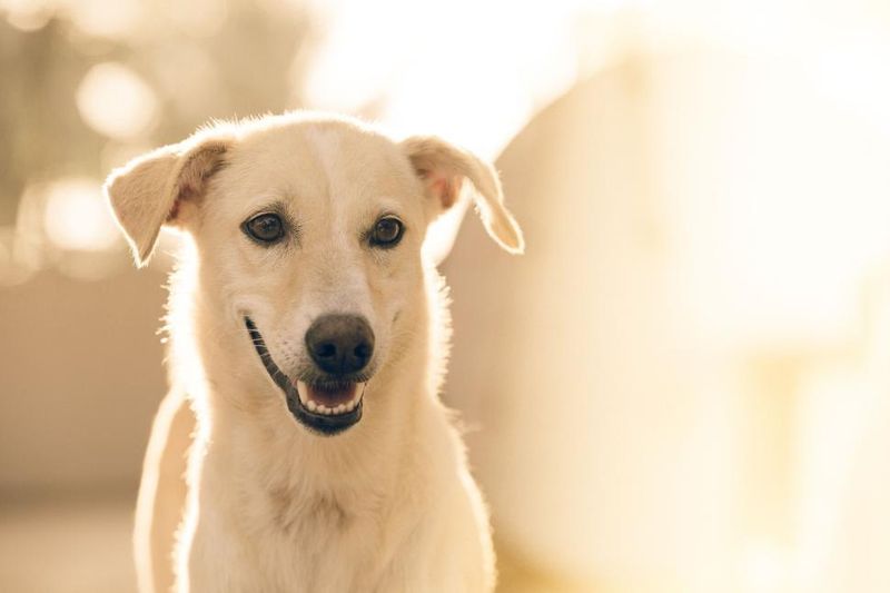 15 dog breeds that stay devoted to you no matter what