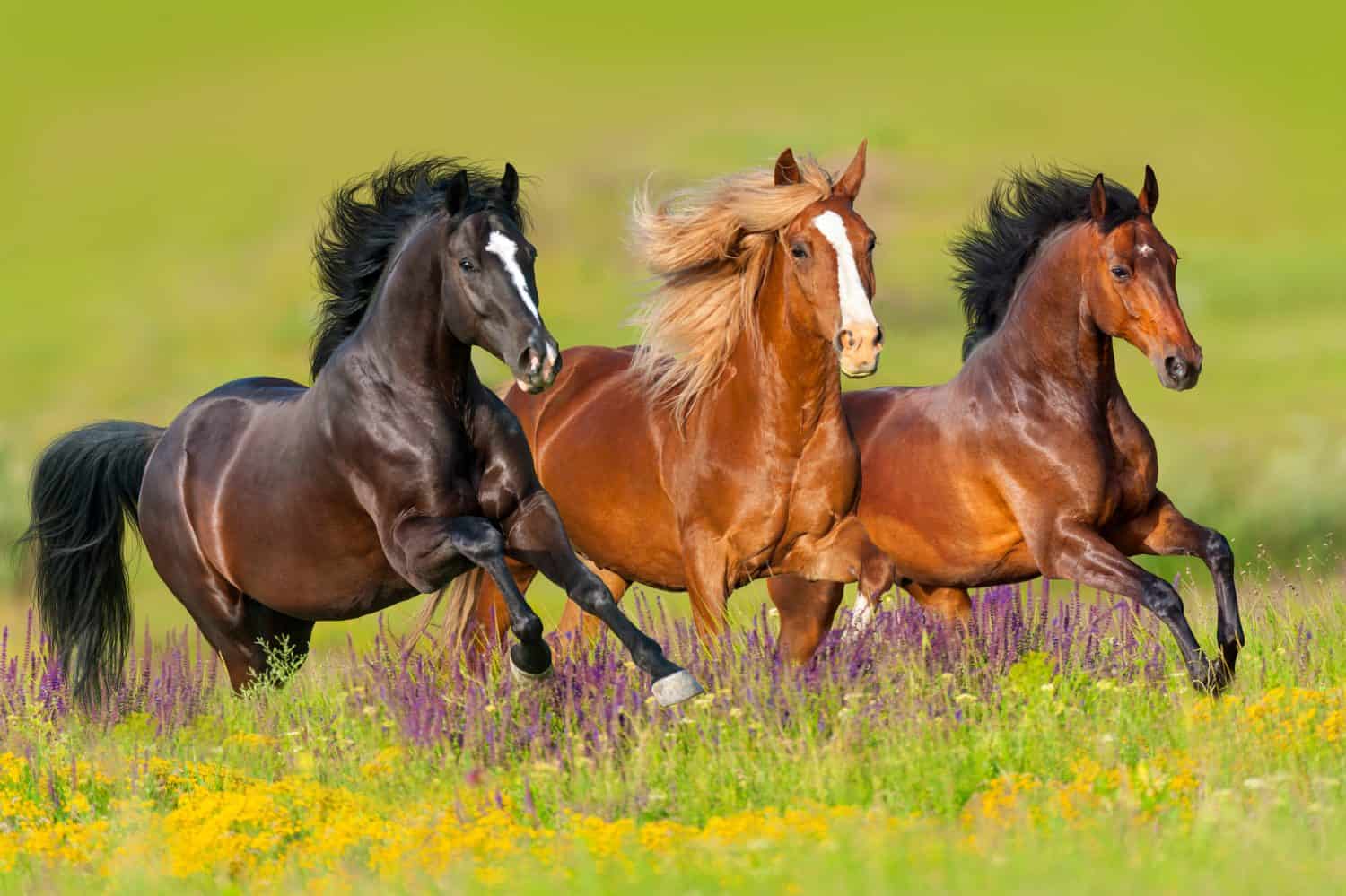 Mule vs. horse: What makes these two riding partners so different