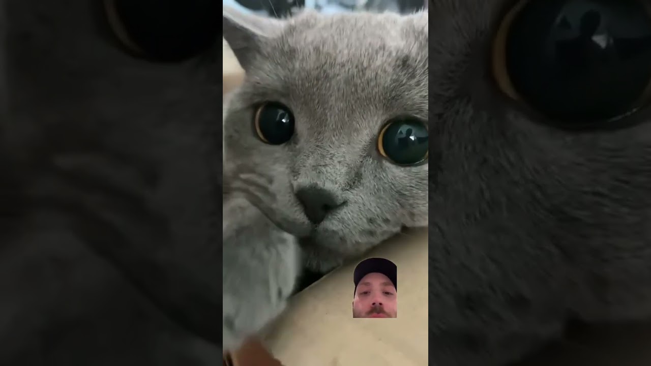 Cats will rule the world