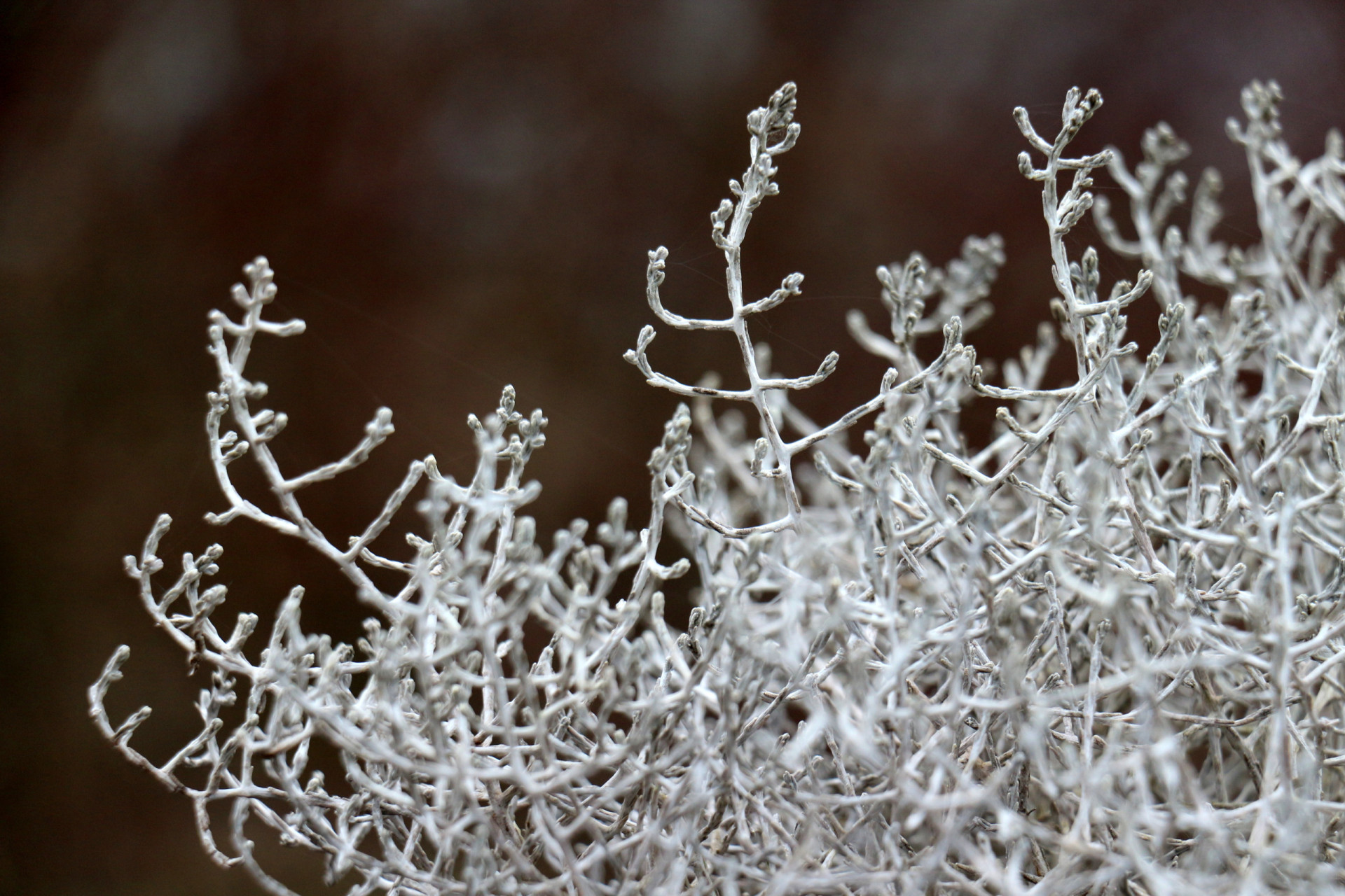 These are the best outdoor winter plants