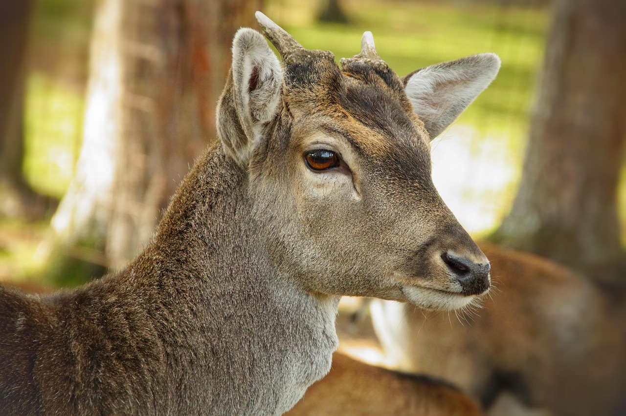 5 things hunters should know about a deer’s vision