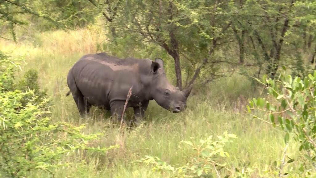 'Rhino Renaissance Campaign': South Africa steps up fight against poachers