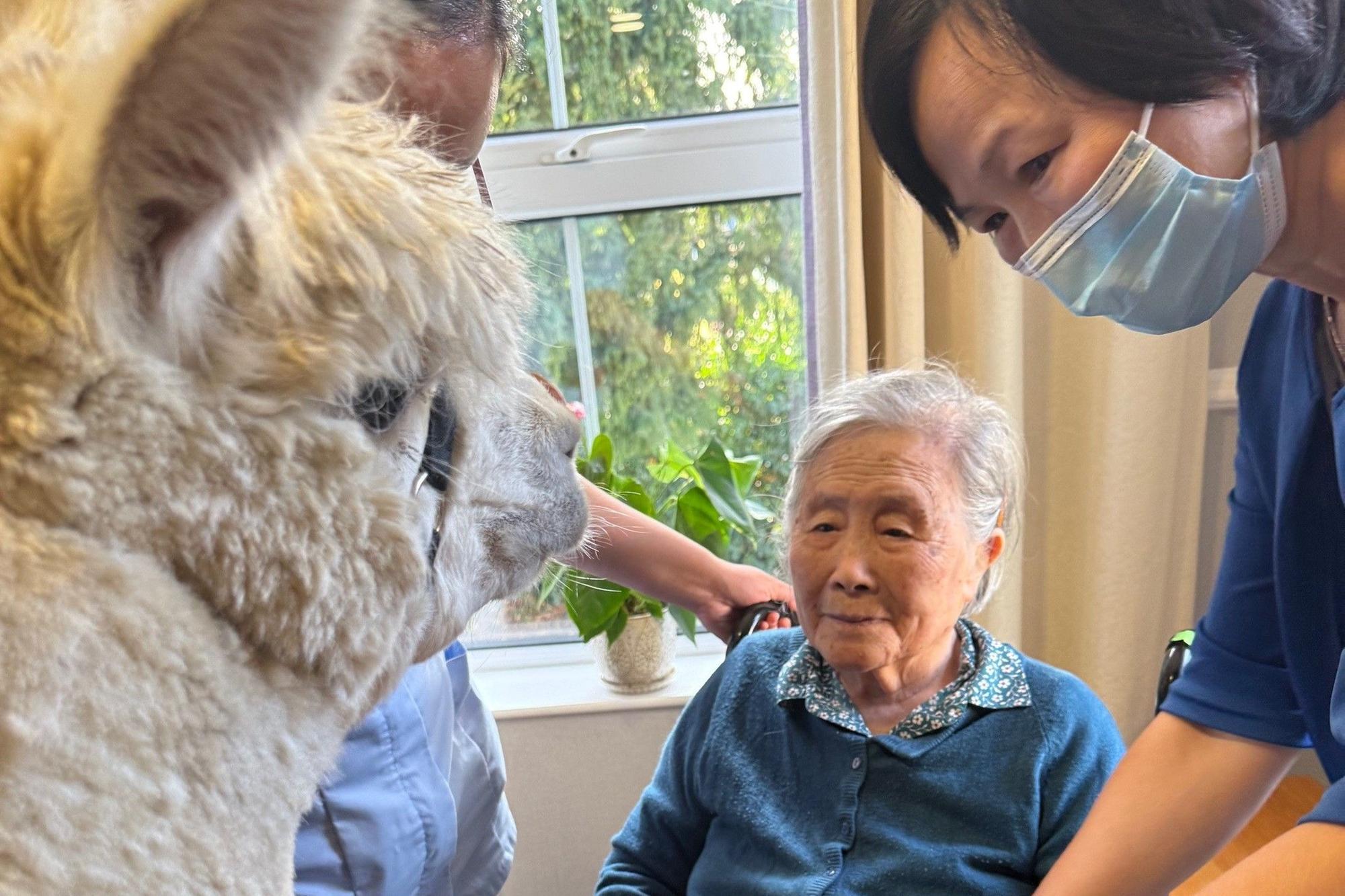 Gorefield alpacas bring joy and comfort to Cherry Hinton care home