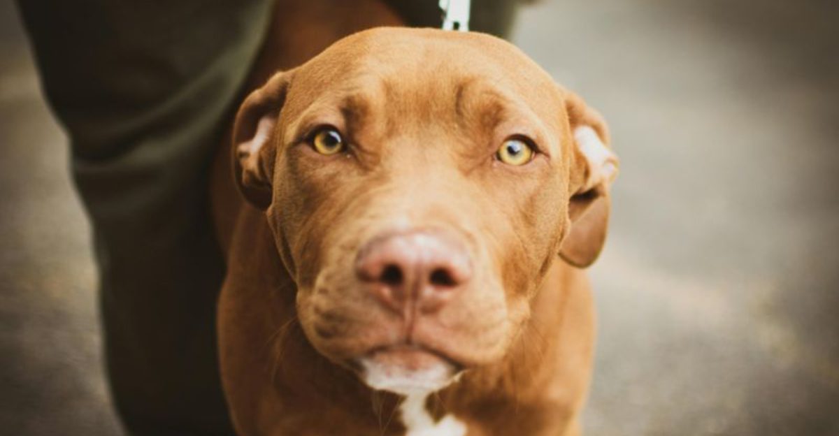 13 overlooked dog breeds still waiting for their forever home
