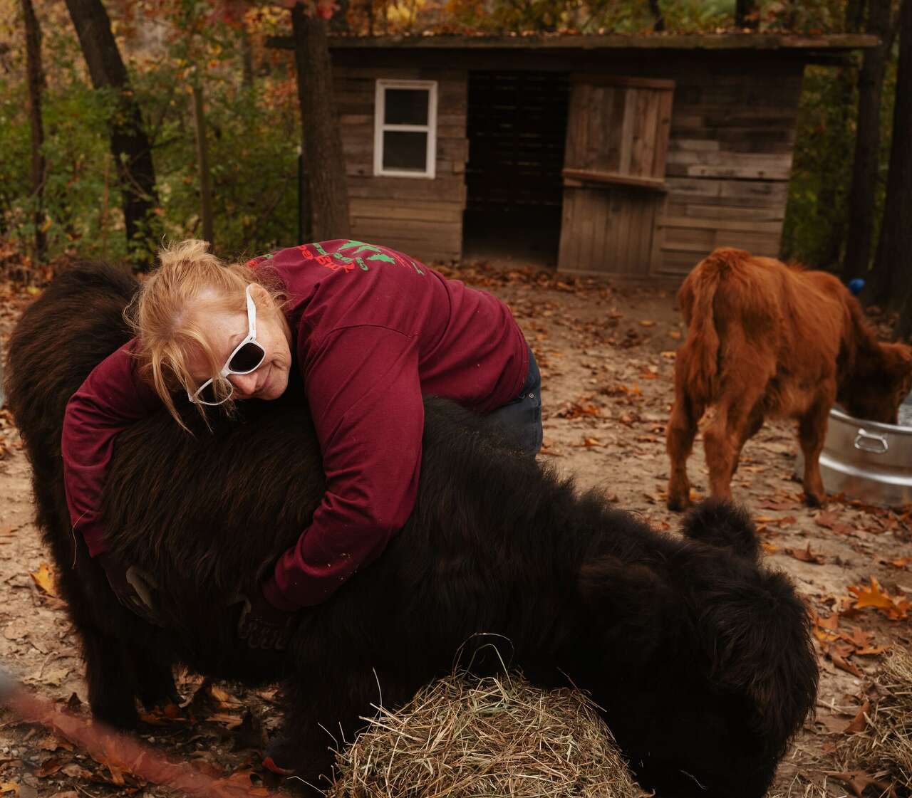Alton Christmas tree farm offers 'Hug a Highland' sessions with mini cows