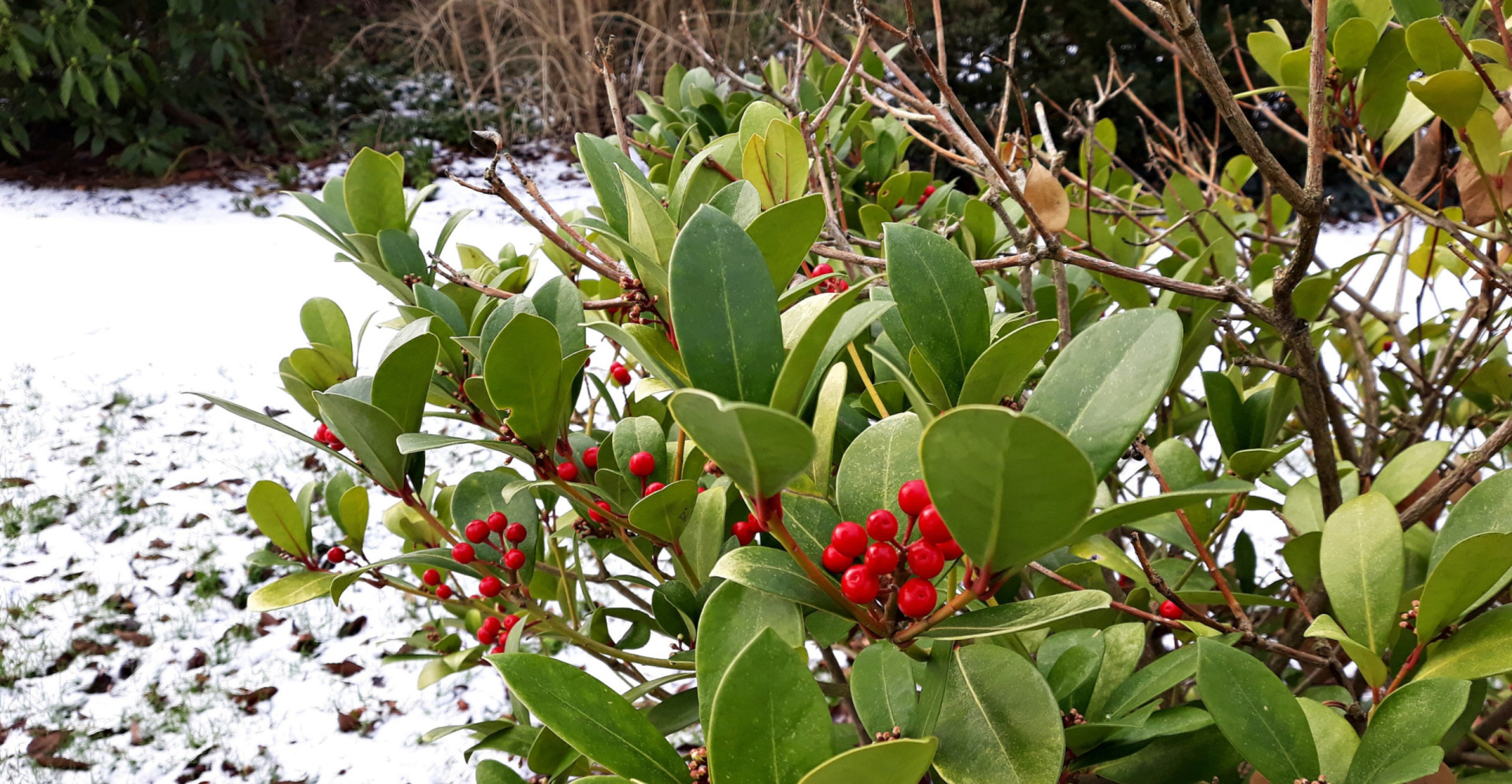 These are the best outdoor winter plants