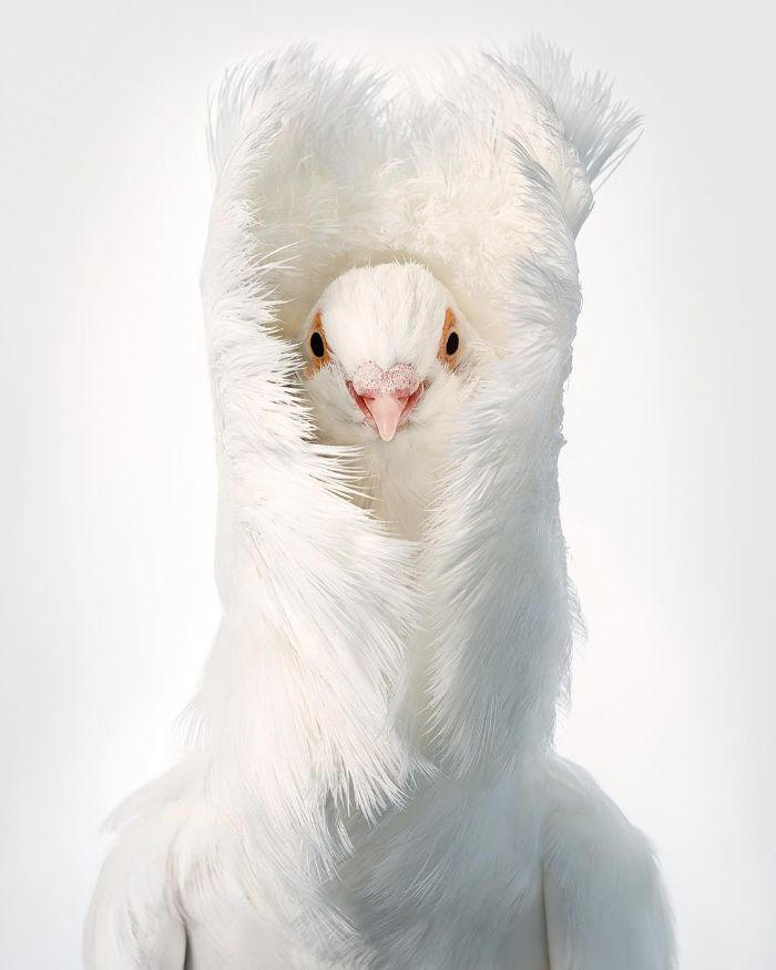 25 portraits of rare and endangered birds that look simply stunning