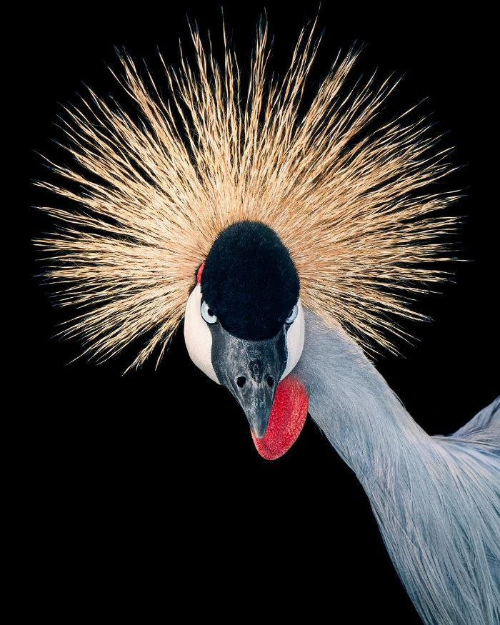 25 portraits of rare and endangered birds that look simply stunning