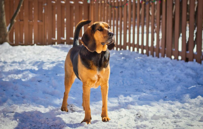 11 dog breeds with exceptional scent-tracking abilities