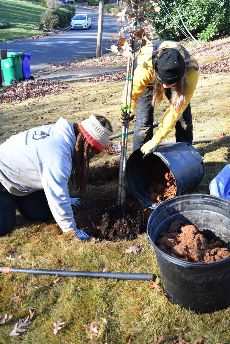 Tucker residents can get free shade trees through new program