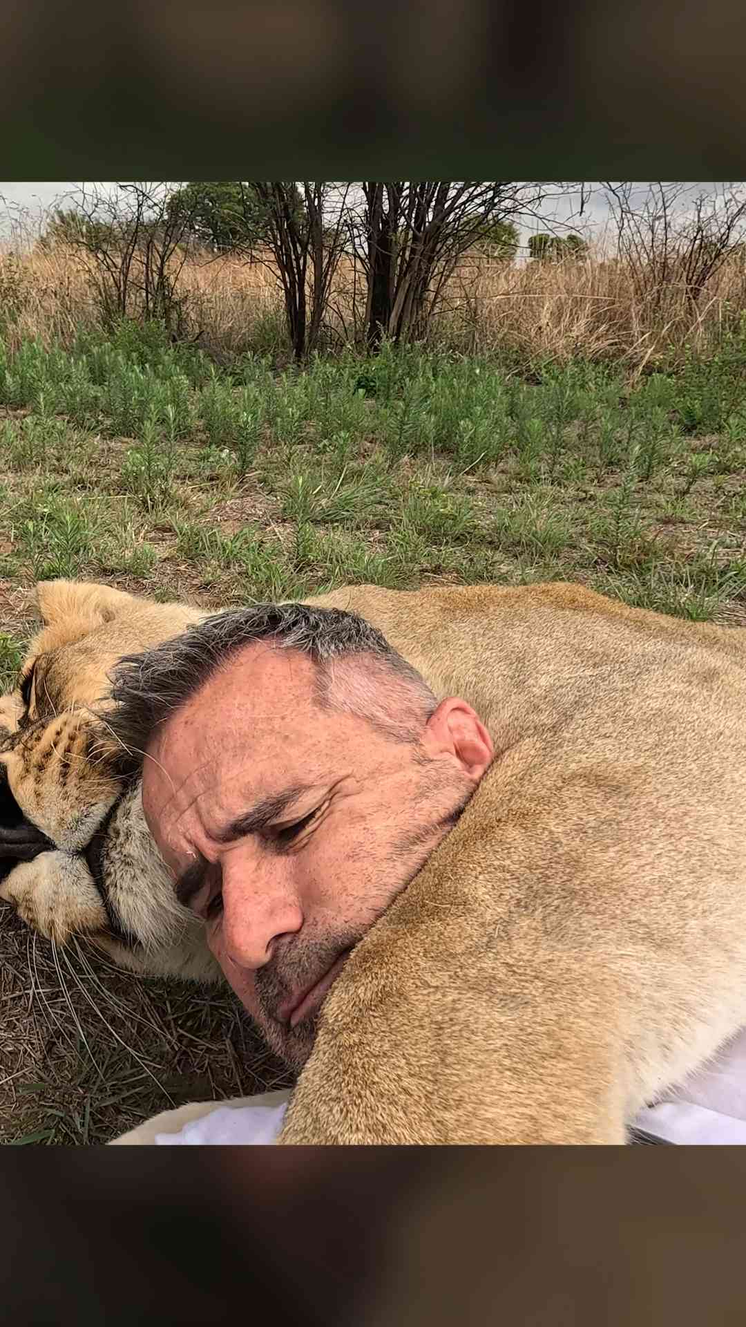 Lion gives Lion Whisperer a hug