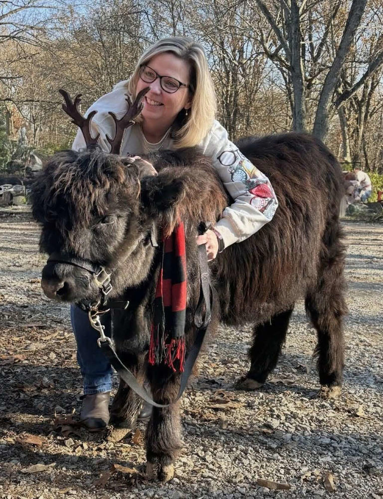 Alton Christmas tree farm offers 'Hug a Highland' sessions with mini cows