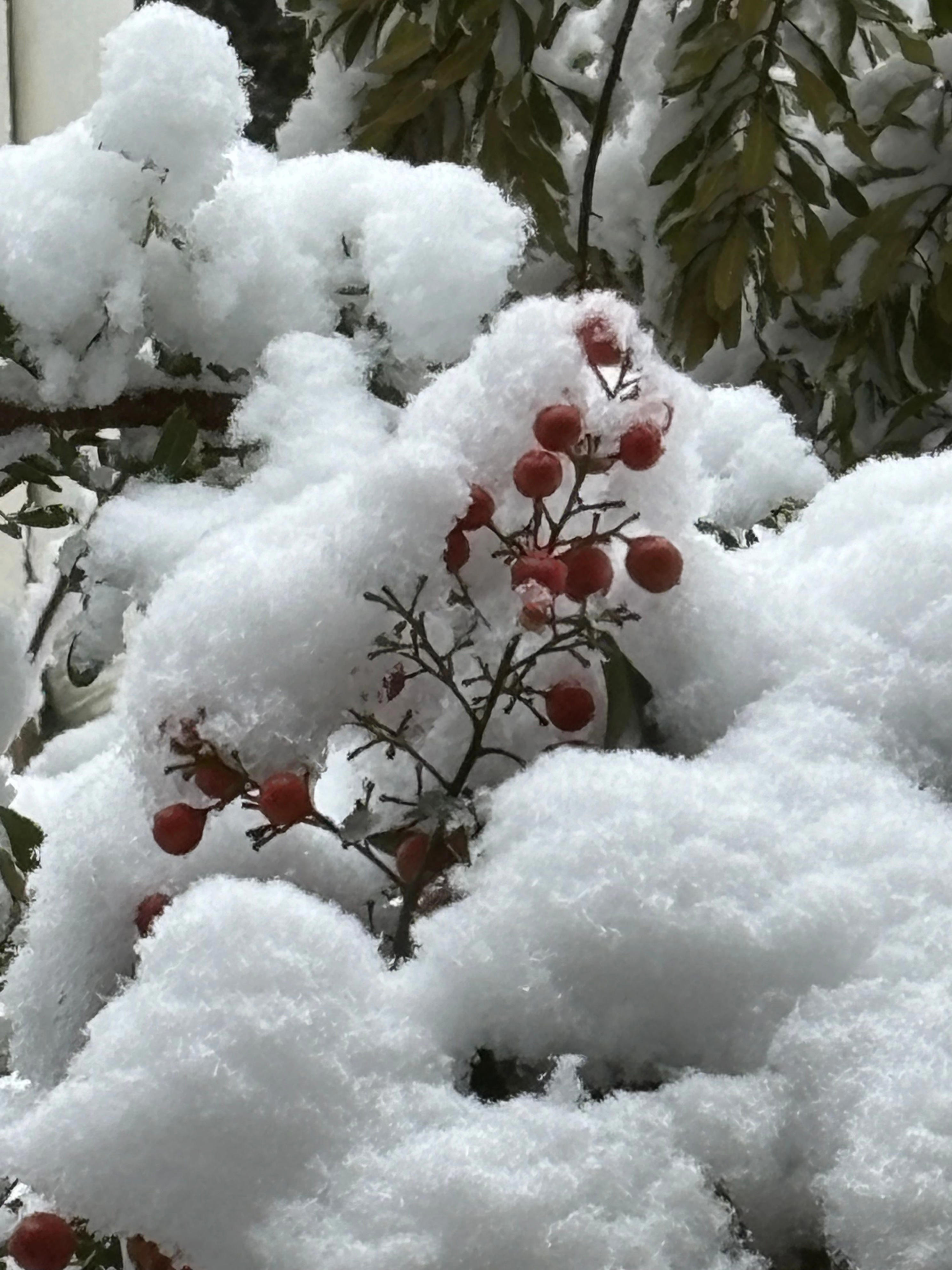 How much snow did Petersburg, Tri-Cities get in Friday's storm?