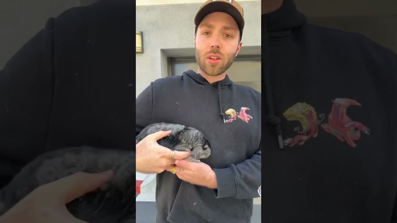 Enjoy a chaotic collection of cute chinchillas in action