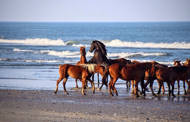 Where to see wild horses in America: 15 stunning places where they ...