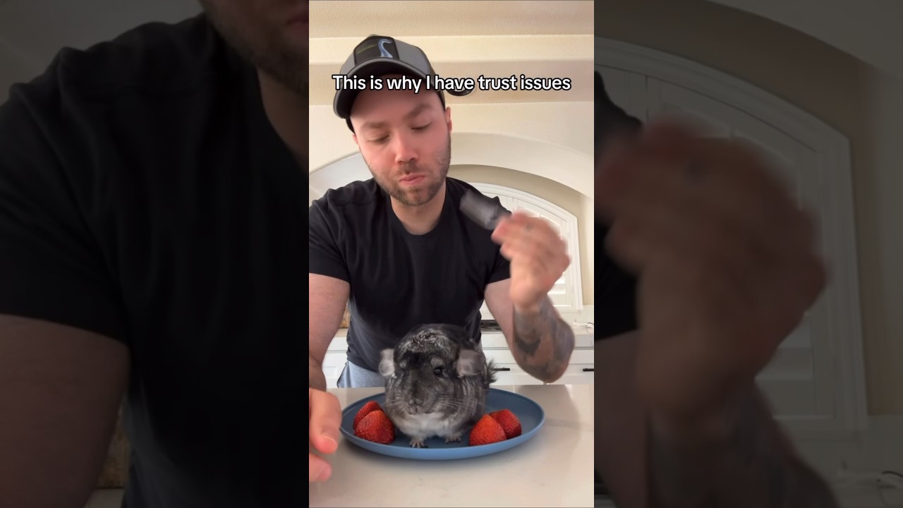 Watch a compilation of hilarious moments with our pet chinchillas