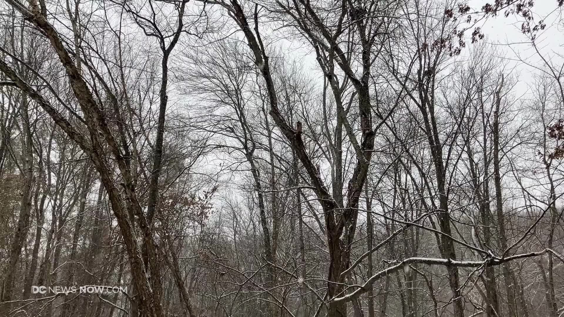 Snow covers trees in Rockville