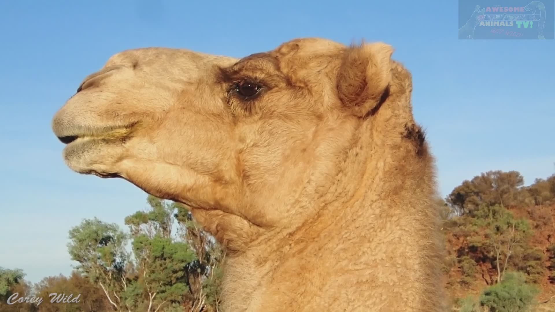Discovering Australia's wild camel population and their introduction ...