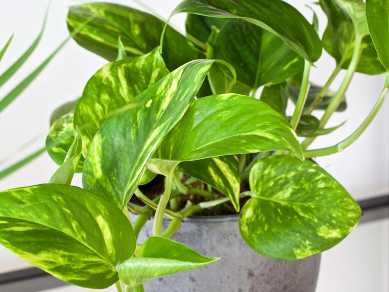 Te trzy rośliny opanowały polskie mieszkania! Oto „zielona trójka” na ...