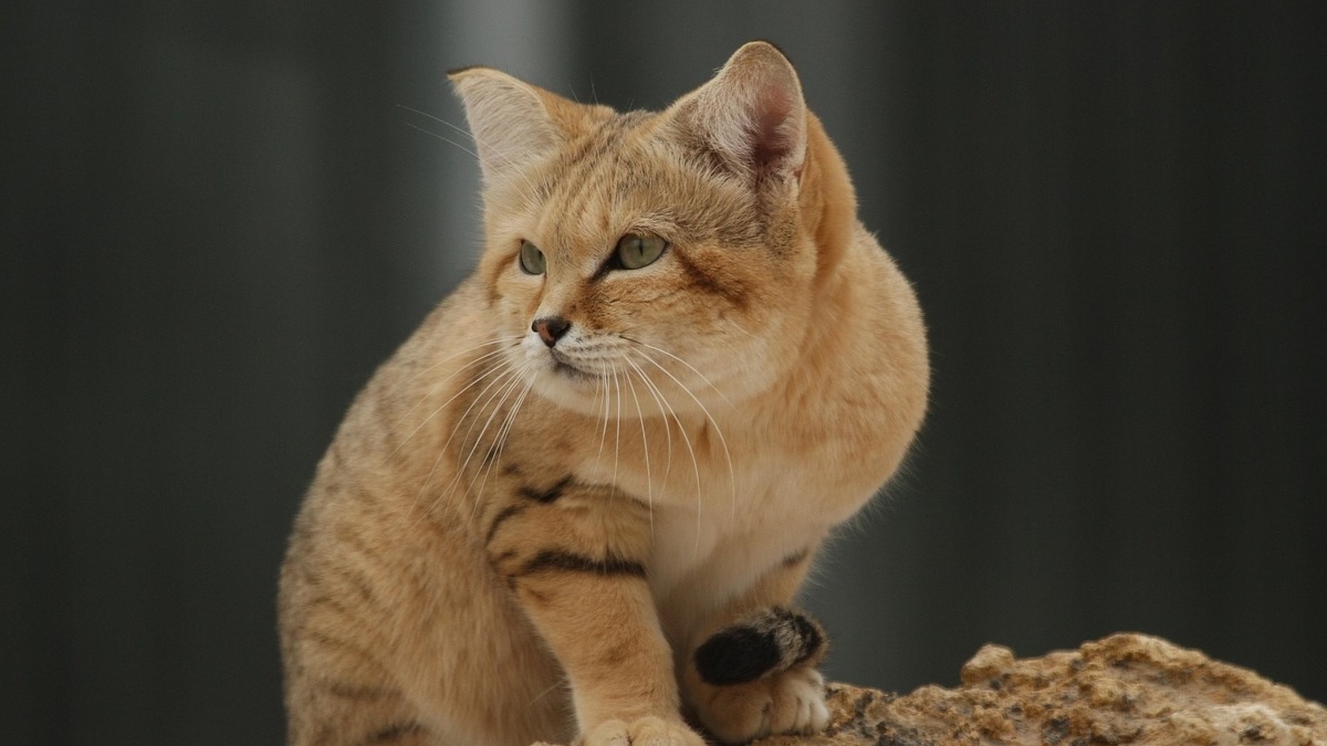 8 subtle signs that your cat may be near death