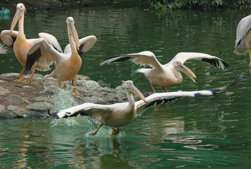 Revamped play zone makes city zoo more attractive