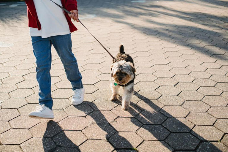 60 percent of dogs and cats are now too fat to stay healthy, according ...