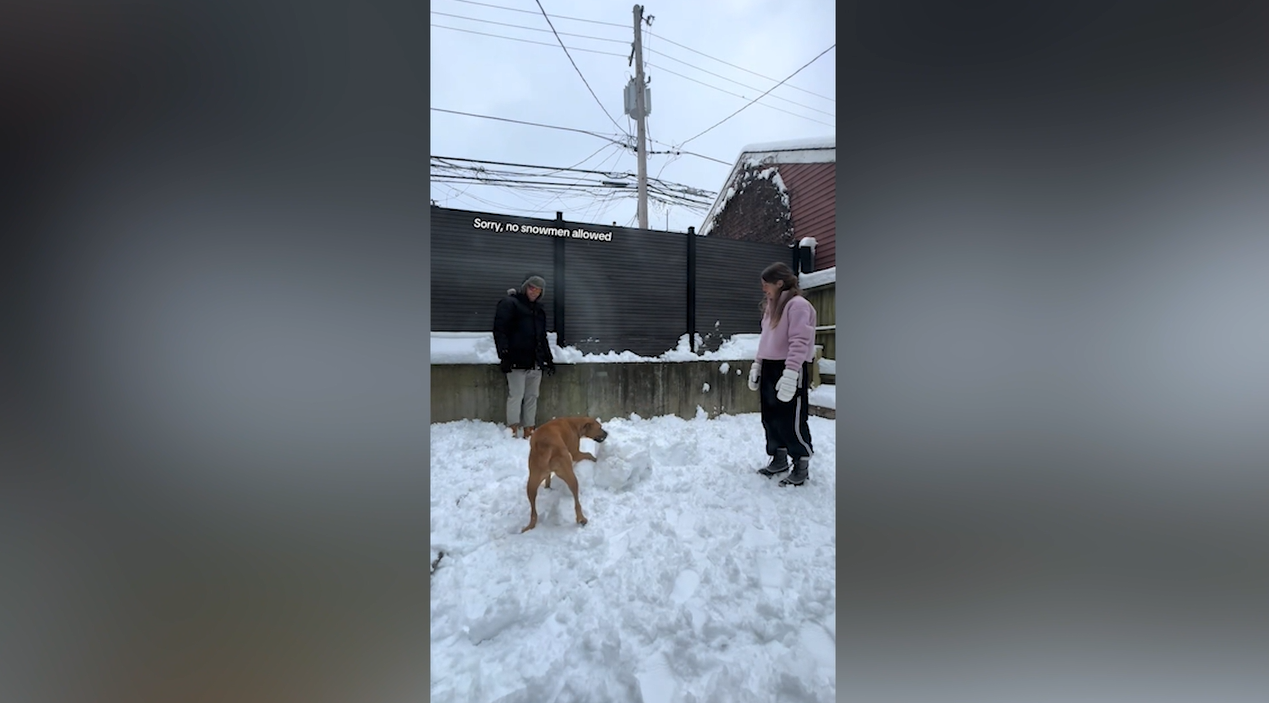 Dog knocks over snowman