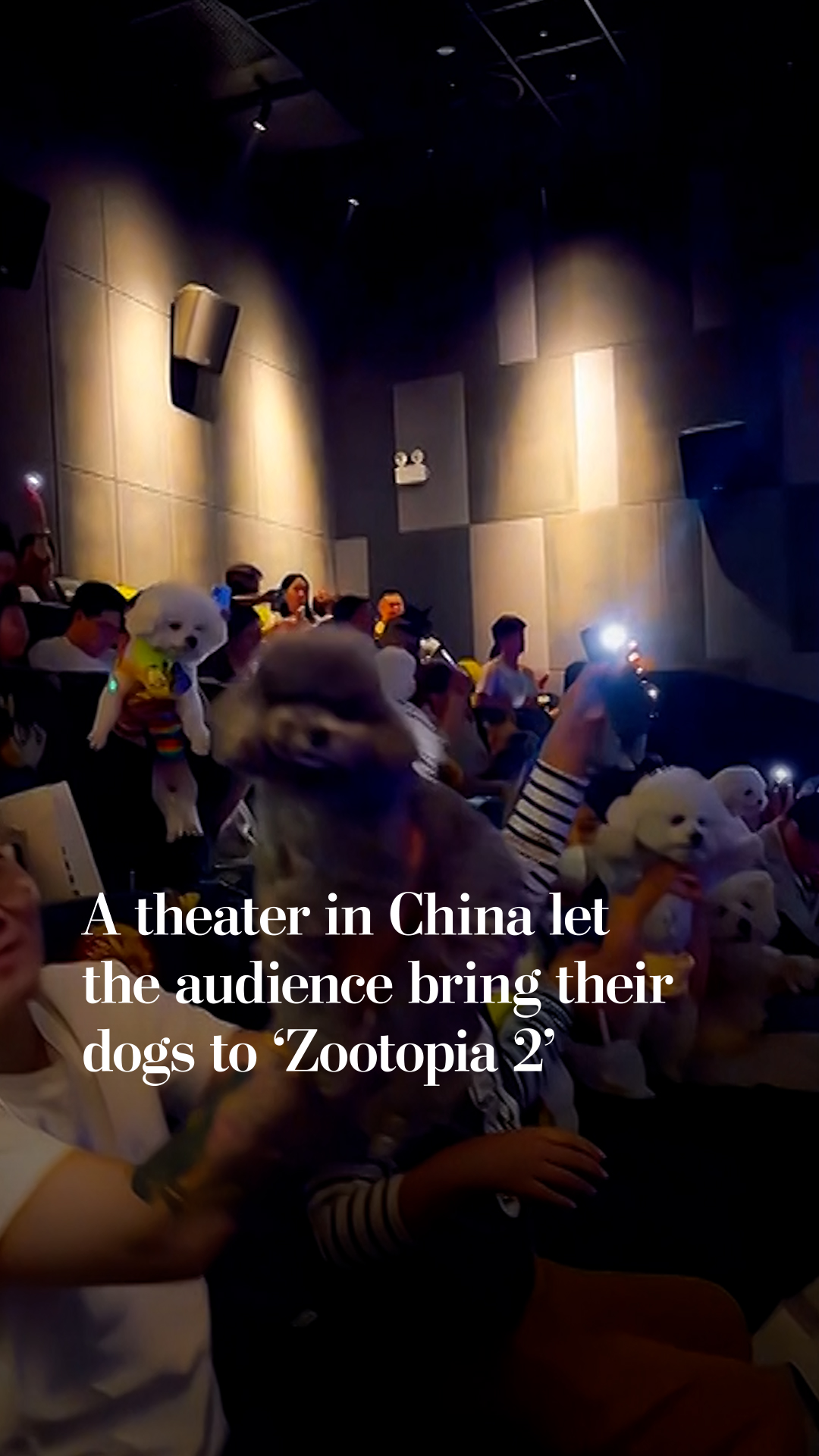 A theater let the audience bring their dogs to 'Zootopia 2'