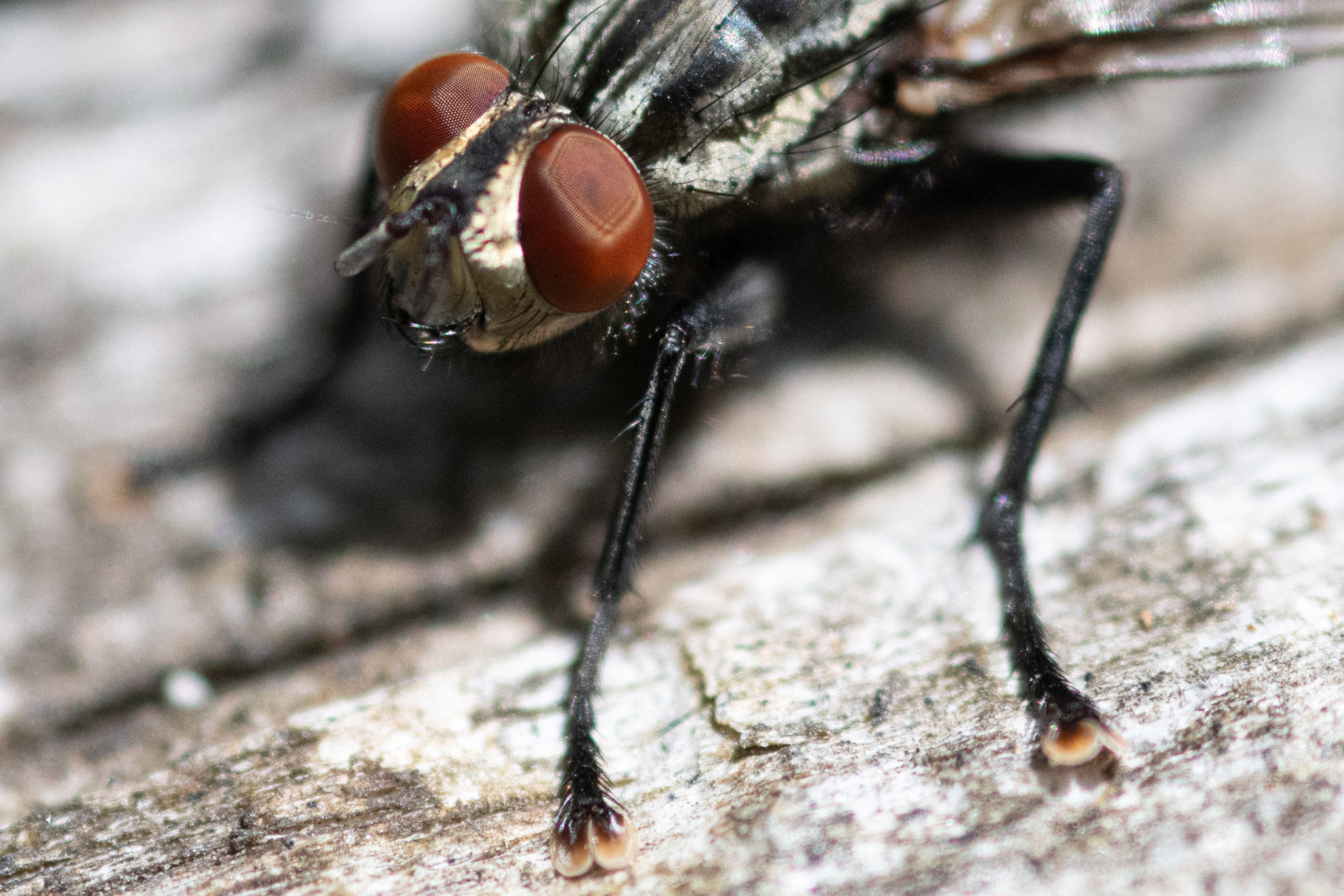 How to keep your home fly-free