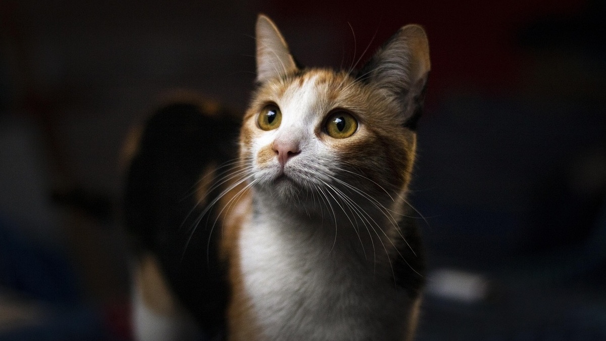 Your cat doesn't obey you out of malice; it thinks you are its servant ...