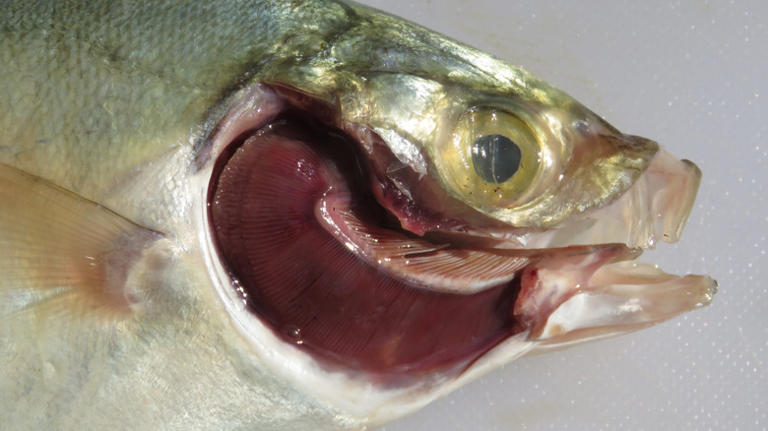 If you love seafood, watch for these 6 fish market red flags before buying