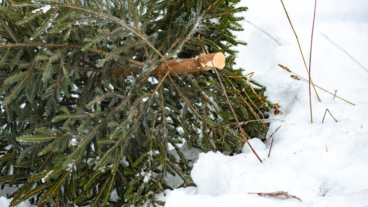 Christmas tree permits reduced to $1 in Oregon and Washington as BLM ...
