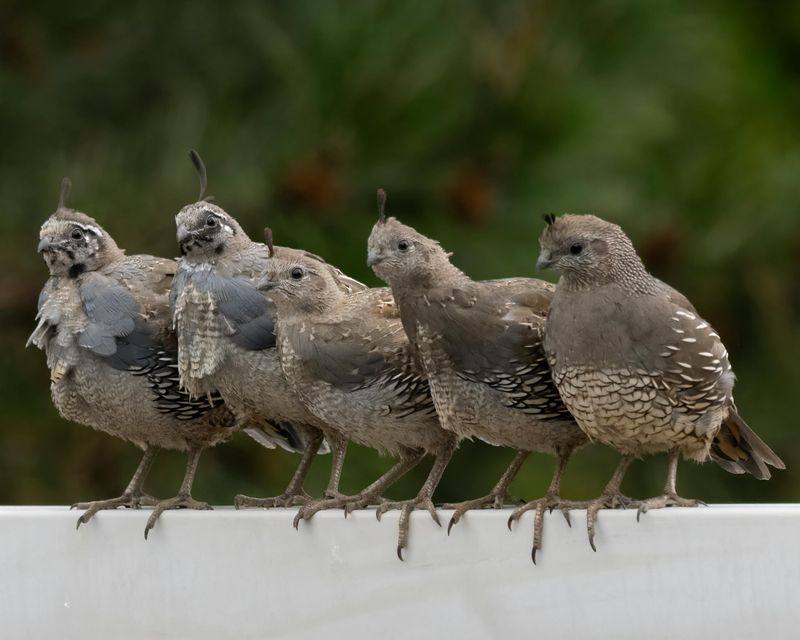 7 low-maintenance animals perfect for small yards