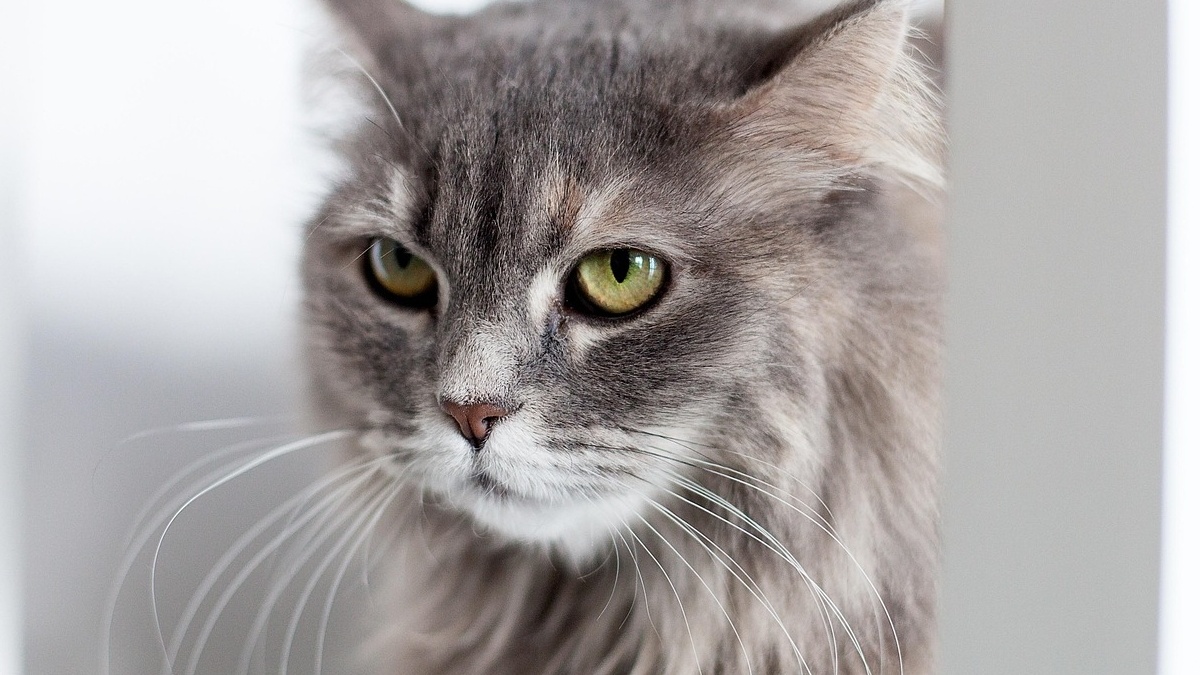 7 signs that your cat sees you as a mother, not as an owner