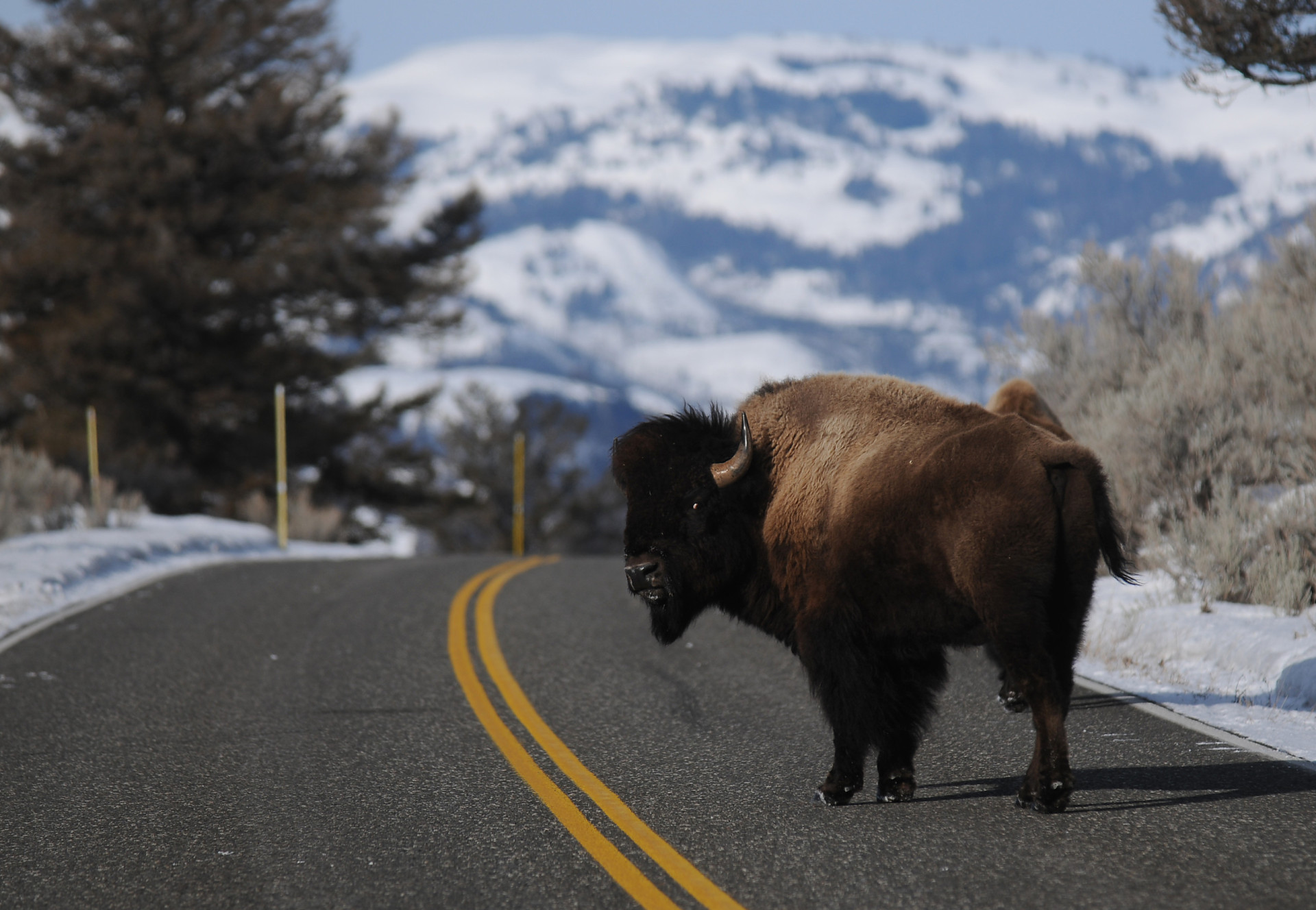 Brilliant facts about the American bison