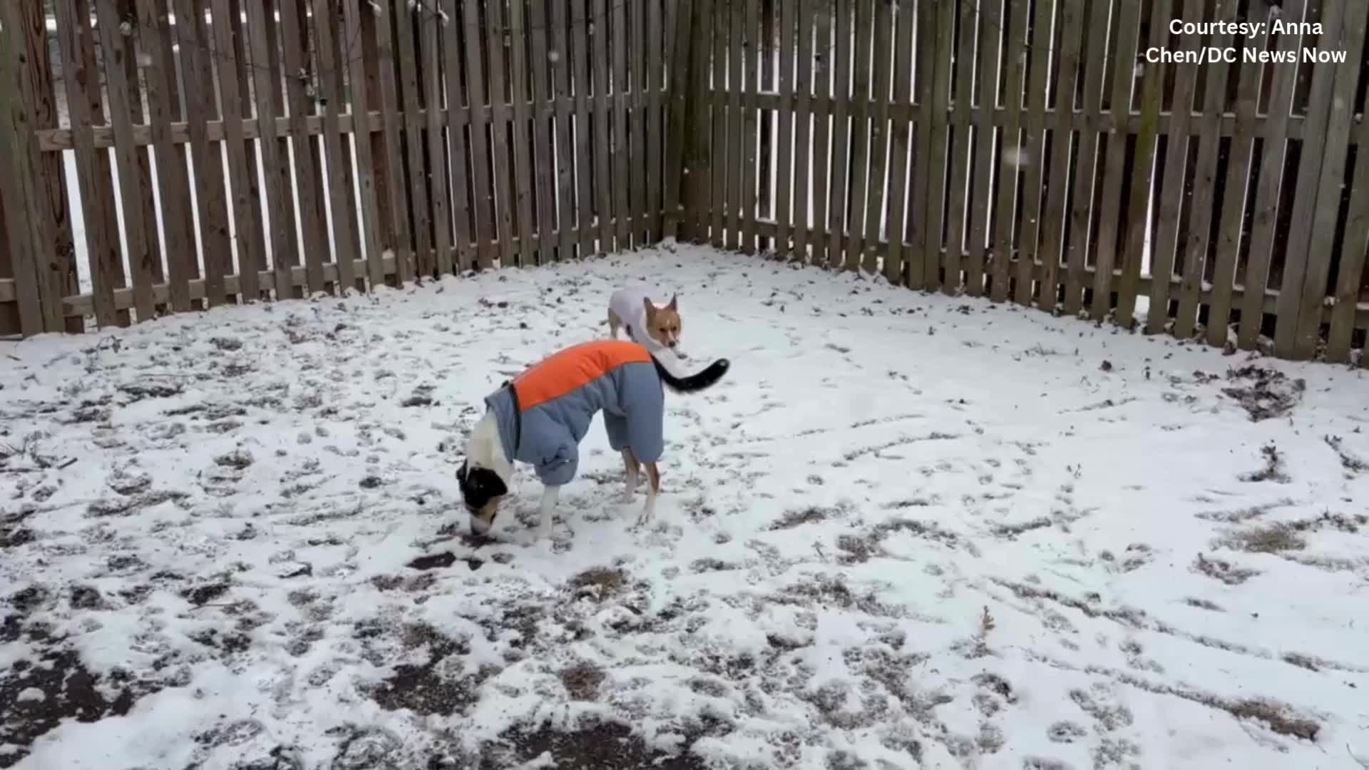 Video of dogs in snow in Springfield
